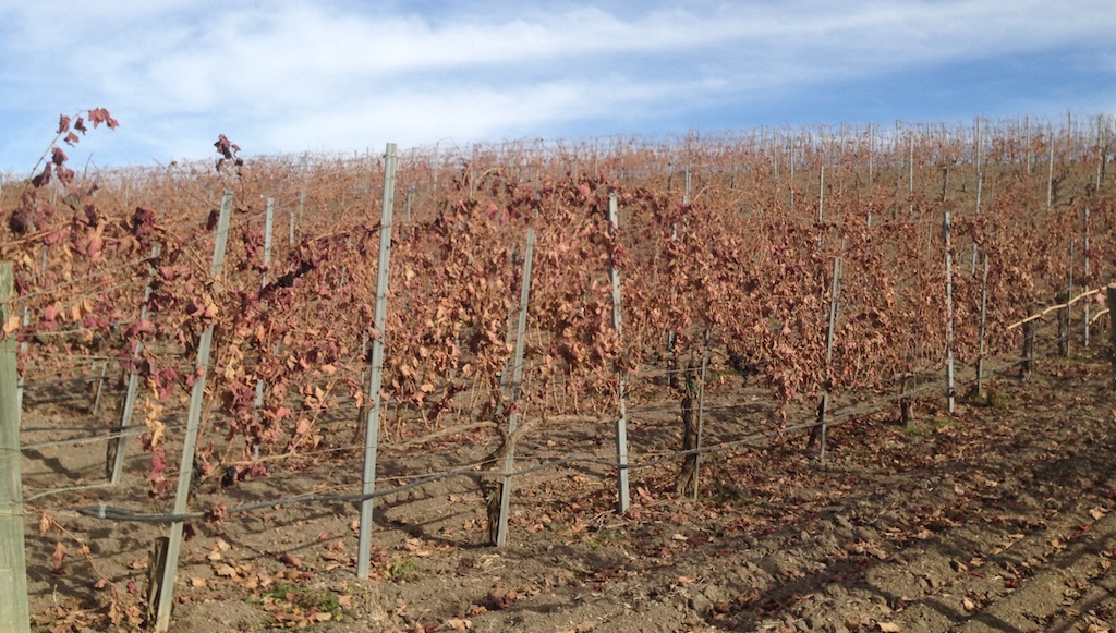 Stolpman Vineyards — A Tour Through the Vines – Pull That Cork